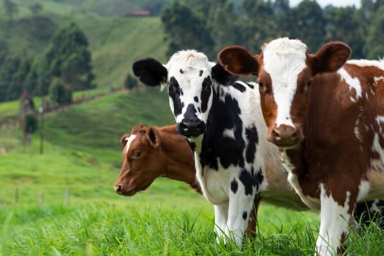 80 FUN Animal Trivia Questions and Answers (For Adults) - Top Trivia ...