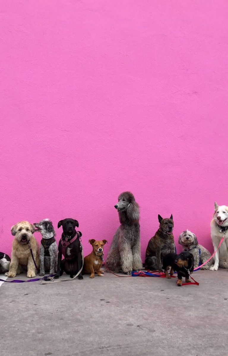 80 Dog Quiz Questions Answers Picture Quiz Top Trivia Questions 80-dog-quiz-questions-answers-picture-quiz-top-trivia-questions