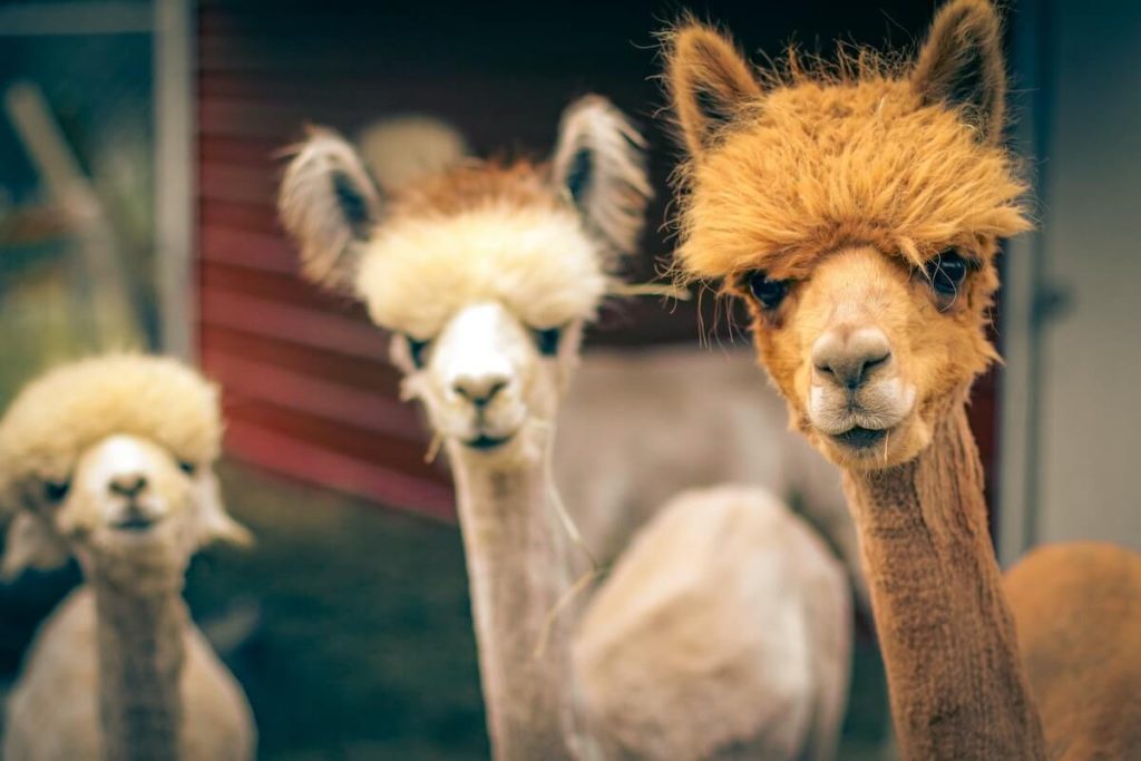 80 FUN Animal Trivia Questions And Answers For Adults Top Trivia 