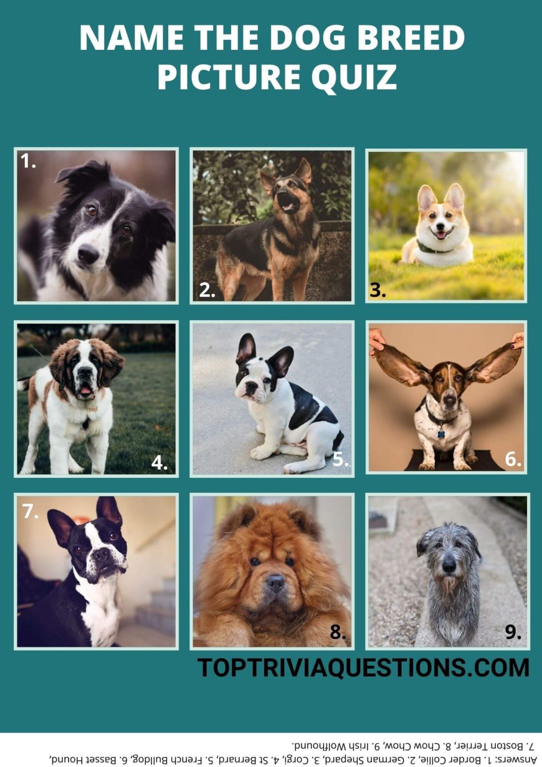 80+ Dog Quiz Questions & Answers (+ Picture Quiz) - Top Trivia Questions