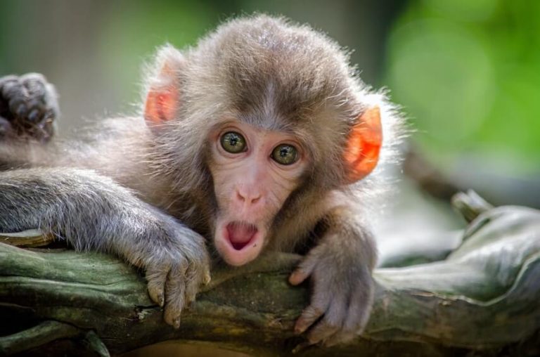 ULTIMATE Monkey Quiz (50+ Q&As) - Top Trivia Questions