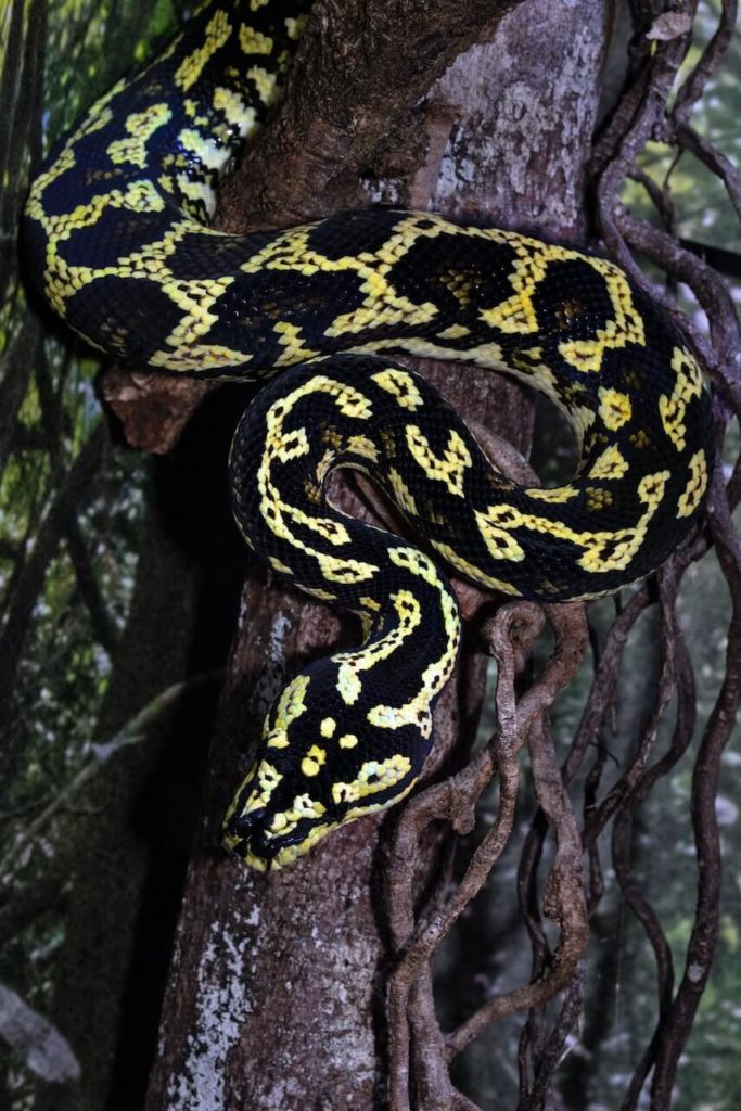 50+ Snake Quiz Questions and Answers (+ Picture Quiz) - Top Trivia ...