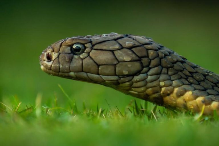 50+ Snake Quiz Questions and Answers (+ Picture Quiz) - Top Trivia ...
