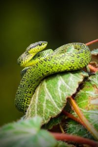 50+ Snake Quiz Questions and Answers (+ Picture Quiz) - Top Trivia ...
