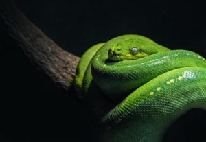 50+ Snake Quiz Questions and Answers (+ Picture Quiz) - Top Trivia ...